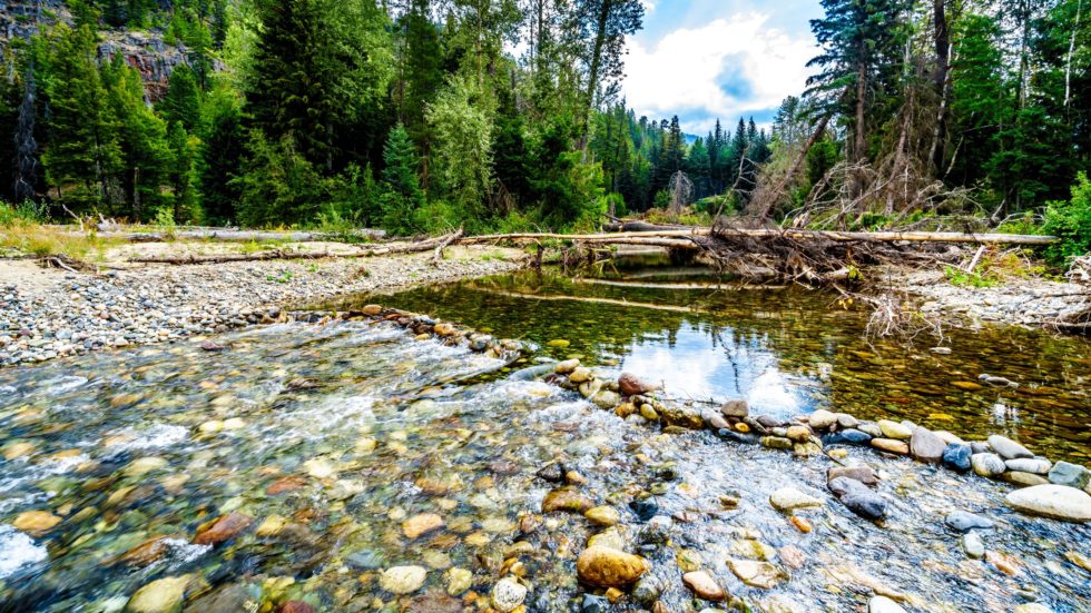 Fish Salvage and Water Quality Monitoring - Corvidae Environmental ...